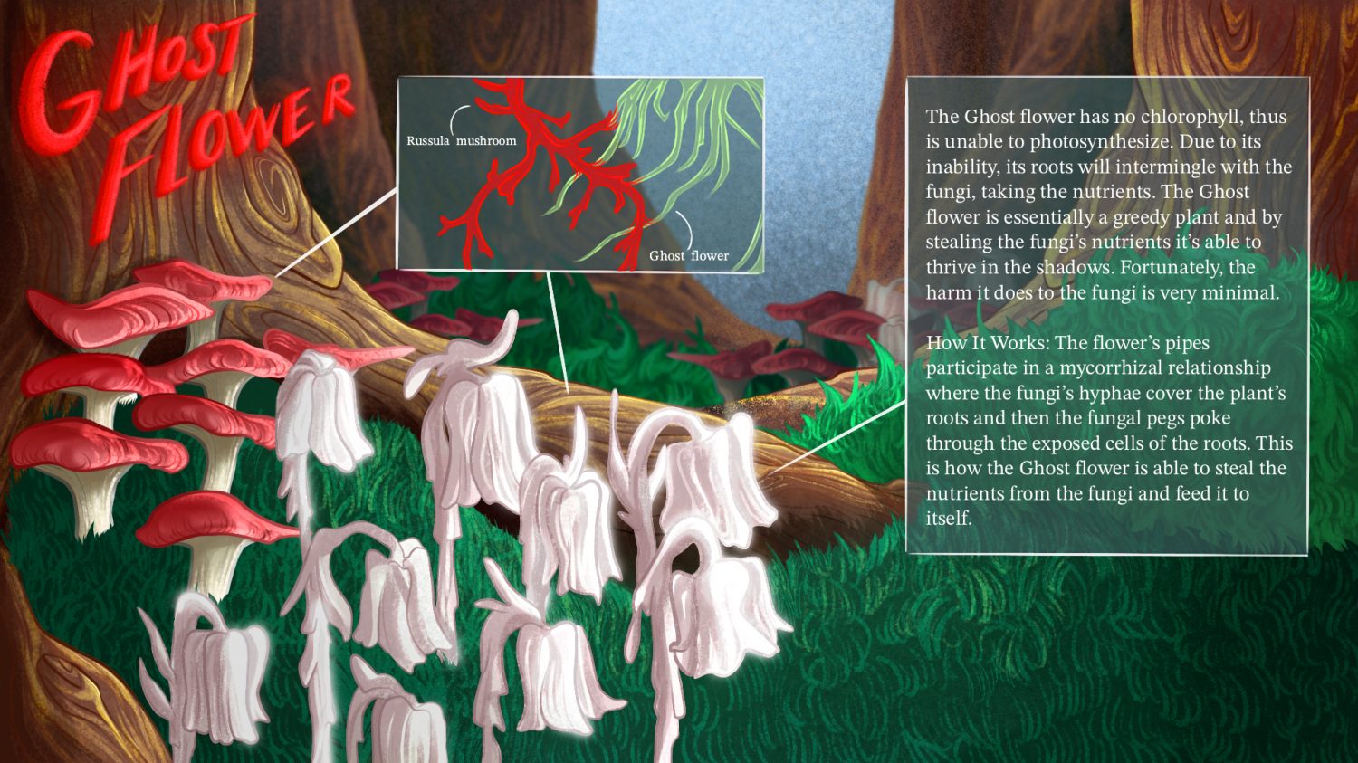 Ghost Flower Infographic - VCUarts