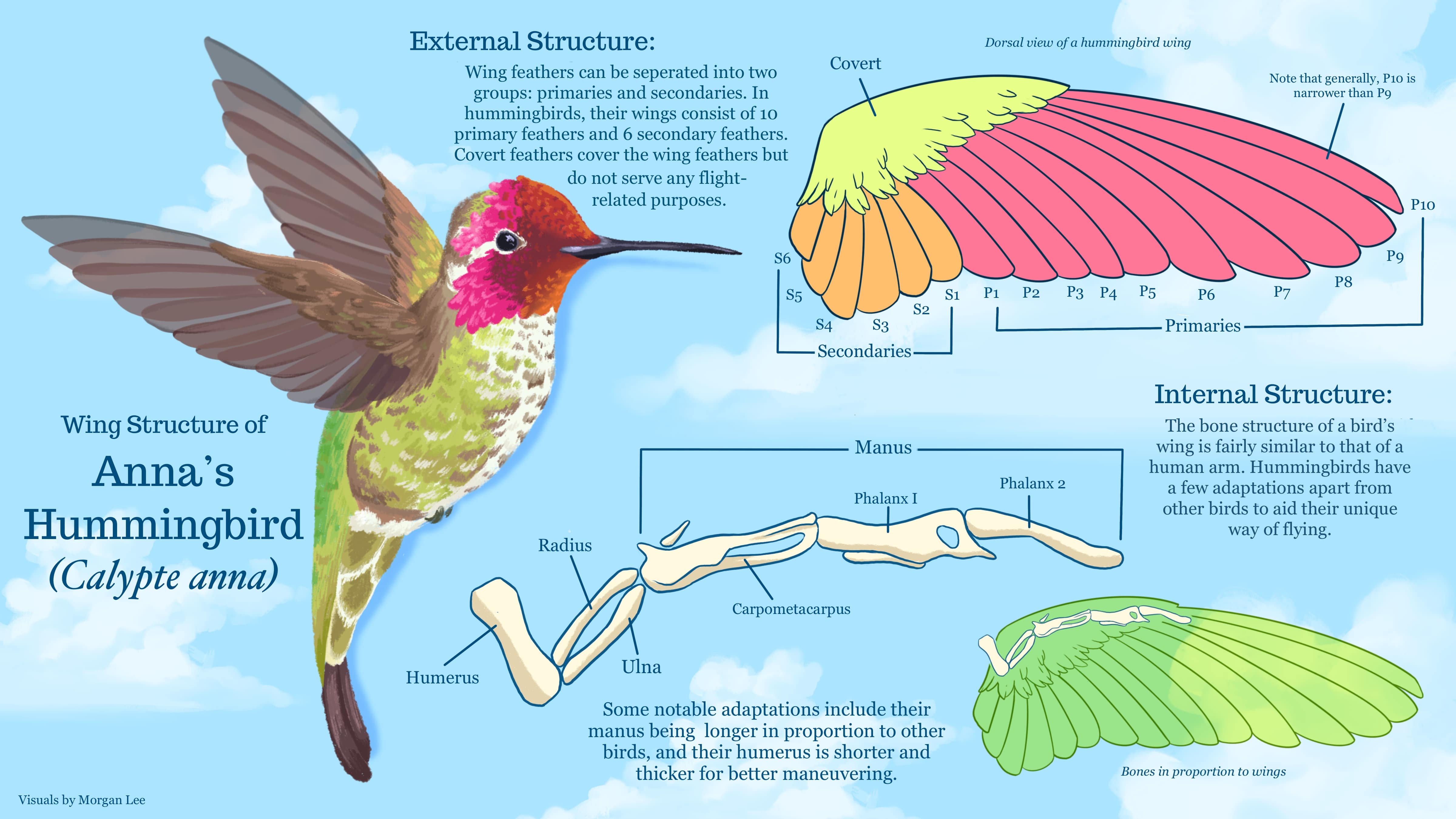 Wing Structure of Anna's Hummingbird - VCUarts